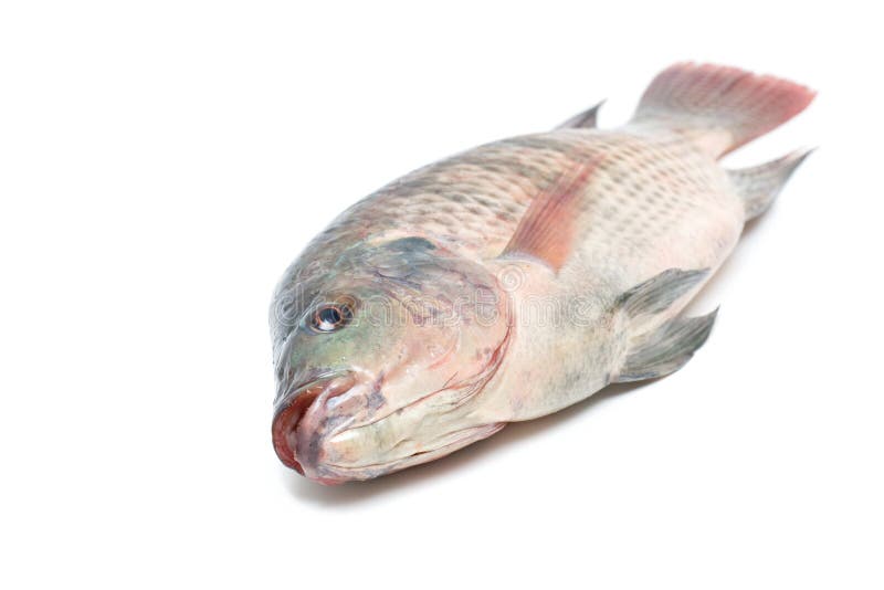 Rotbarsch-Fische stockbild. Bild von geschöpf, kulinarisch - 14908349