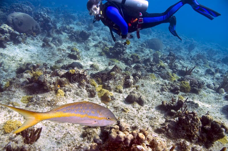 Rotbarsch- Und Unterwasseratemgerättaucher Stockfoto - Bild von salz ...