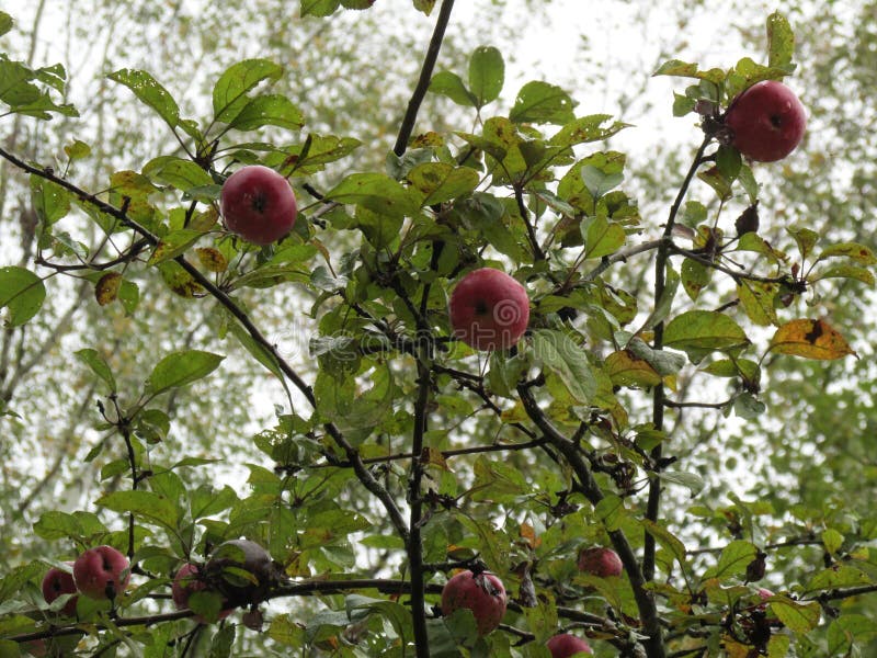 Ein Alter Apfelbaum Im Regen Stockfoto - Bild von form, früh: 109071954