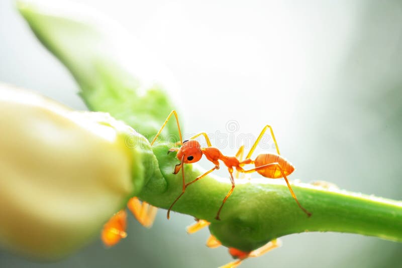 Rotes Ameisennest Auf Mangobaum Stockbild - Bild von ameisennest ...