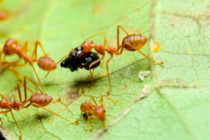 Rote Ameisen stockfoto. Bild von ameise, brücke, nahaufnahme - 102920996