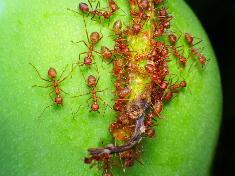Rote Ameisen-Arbeitsmakro in Abschnitt-Ameisen-moveing Ei Stockfoto ...