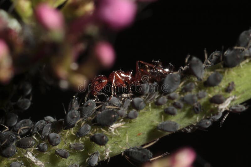 Rote Ameisen, Die Anlage-louses Shepherding Sind Stockbild - Bild von ...