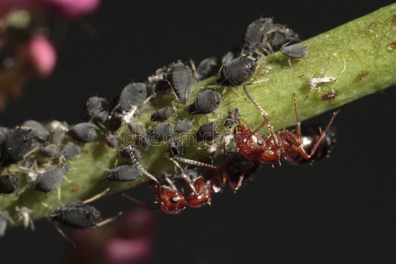 Rote Ameisen, Die Anlage-louses Shepherding Sind Stockbild - Bild von ...
