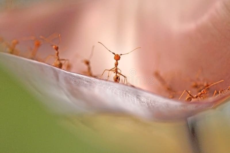 Rote Ameisen, Die Auf Dem Blatt Vertraulich Stehen Stockbild - Bild von ...