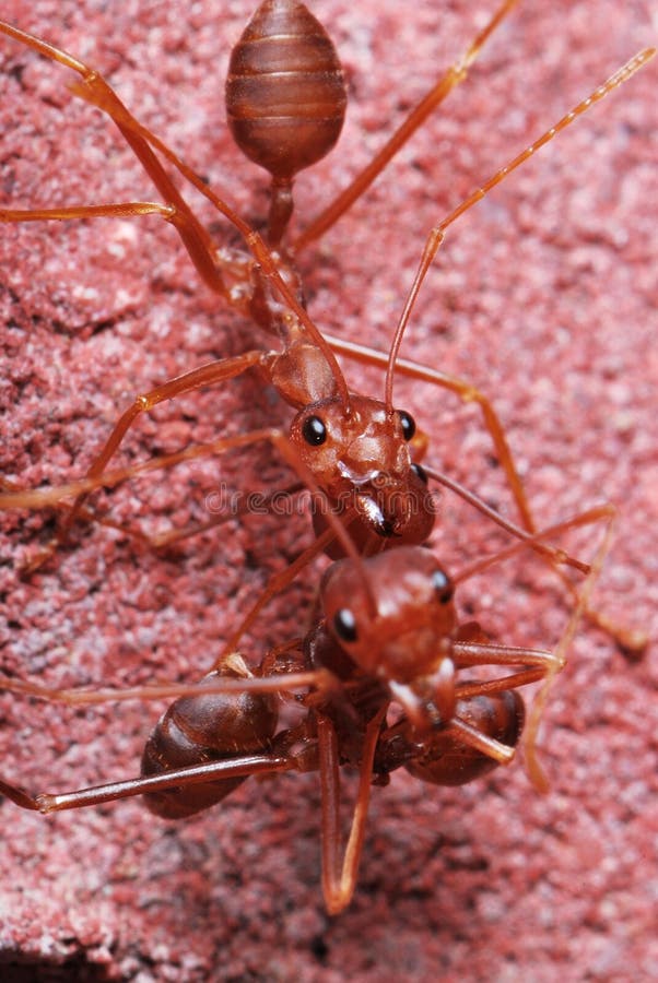 Rote Ameisen-Funktion stockfoto. Bild von unterkiefer - 18215262