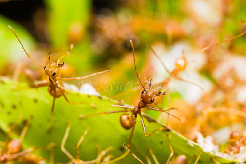 Rote Ameisen im Nest stockfoto. Bild von extrem, nahaufnahme - 28391228