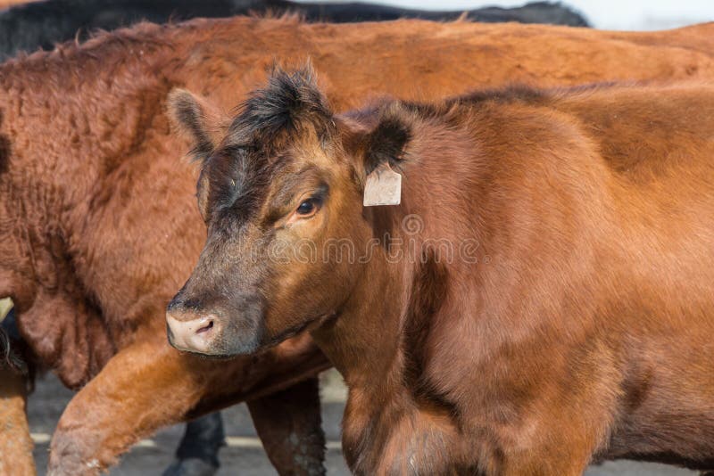 Rote Angus-Kuh stockbild. Bild von marke, kanada, landwirtschaftlich ...
