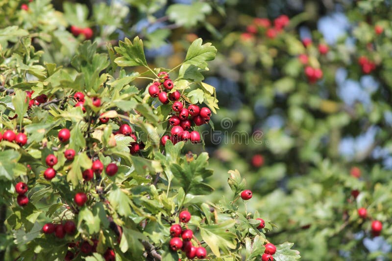 Rote Beere Auf Niederlassung Stockbild - Bild von plätzchen, farbe ...