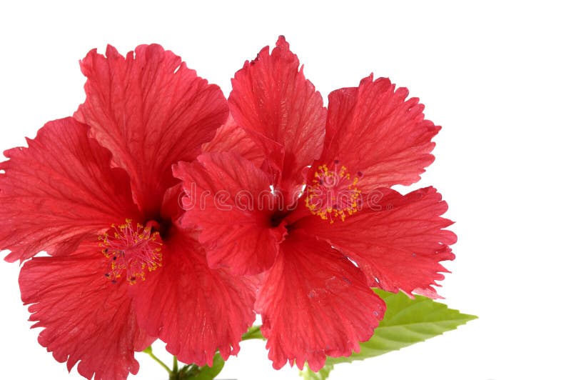 Rote Blume stockfoto. Bild von blume, wachstum, schönheit - 8331550