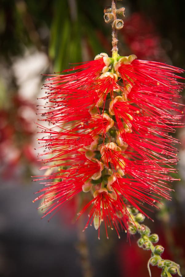 Rote Blume, Andalusien, Spanien Stockfoto - Bild von landschaft ...