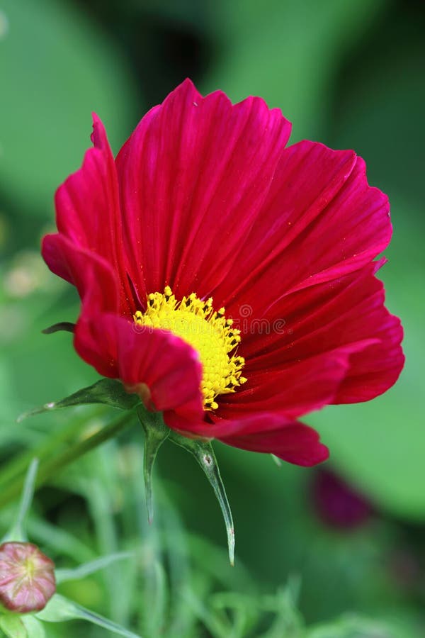 Rote Blume Cosmea Des Kosmos Stockbild - Bild von pflanzen, blätter ...
