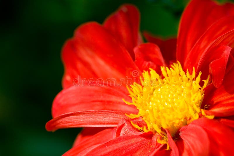 Rote Blume Der Dahlie Mit Gelber Mitte Stockbild - Bild von blatt, gelb ...