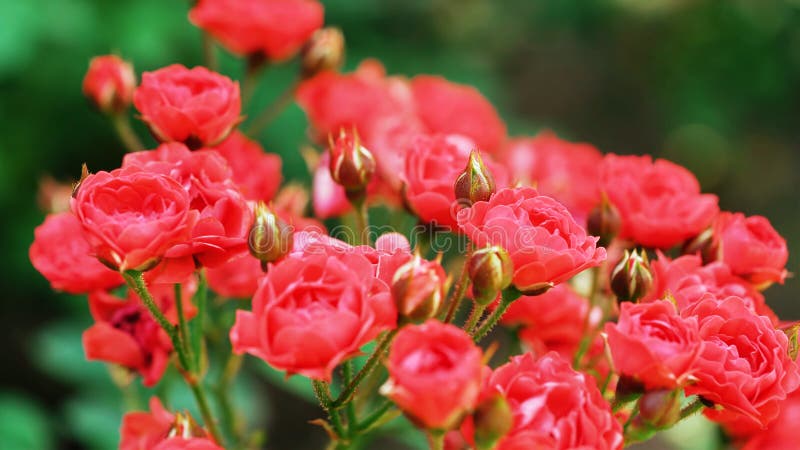 Rote Blume in Garten//beautiful-Blume Stockfoto - Bild von bunt, sommer ...