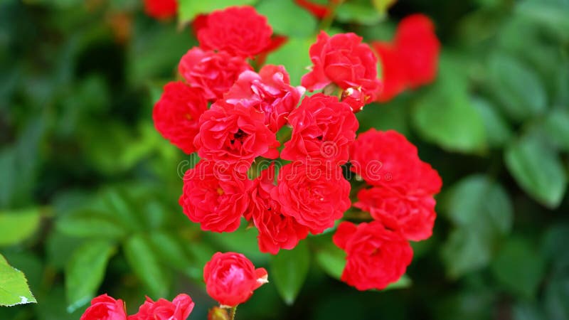 Rote Blume in Garten//beautiful-Blume Stockbild - Bild von betrieb ...