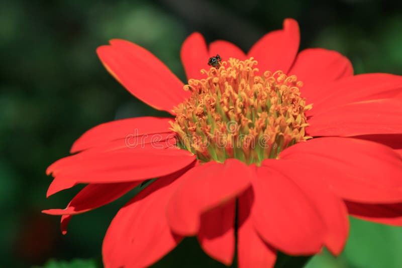 Rote Blume im Garten stockbild. Bild von grün, hintergrund - 97855235