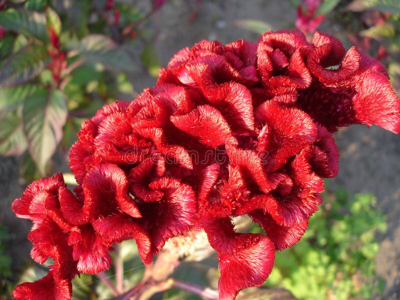 Rote Blume Von Celosia Cristata Stockfoto - Bild von kopf, hahnenkämme ...