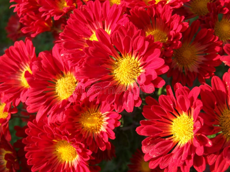 Rote Blumen stockfoto. Bild von blätter, blumenblätter - 1439976