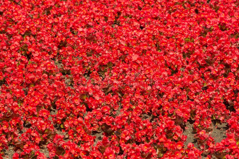 Rote Blumen stockbild. Bild von hintergründe, fokus, schön - 63414539