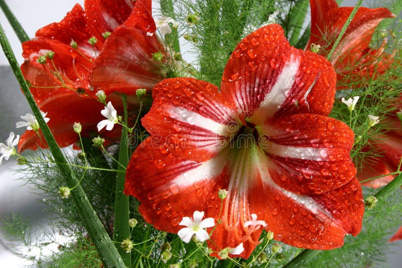 Rote Blumen stockbild. Bild von regen, auszug, blüte - 74995085