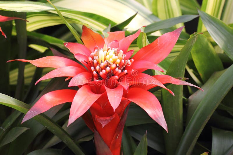 Rote Bromelien stockbild. Bild von hell, schön, botanik - 37129529