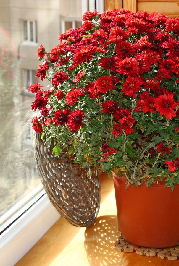 Rote Chrysantheme Auf Einem Balkon Stockbild - Bild von grün, frech ...