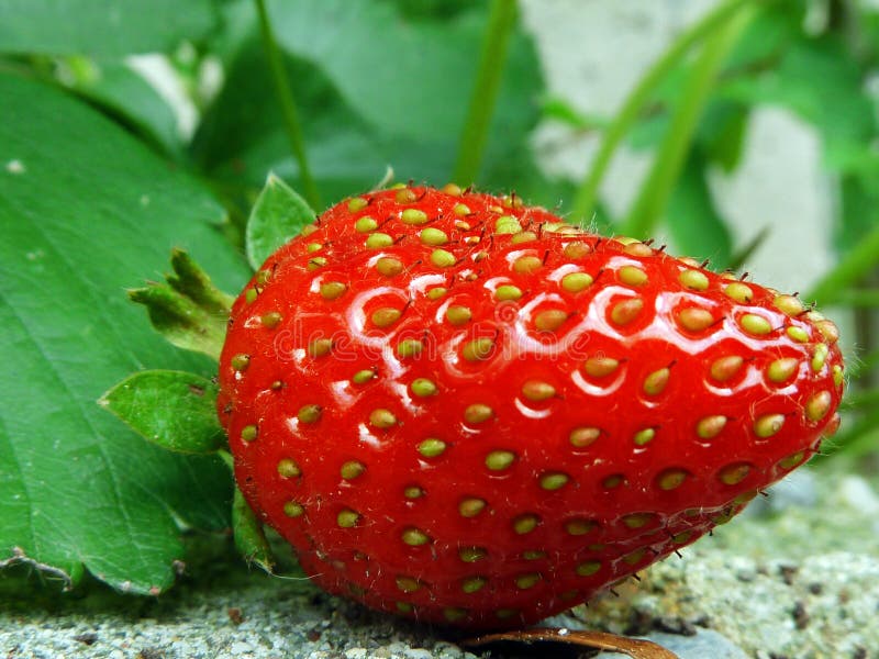 Rote Erdbeere Auf Betriebsnahaufnahme Stockbild - Bild von bauernhof ...