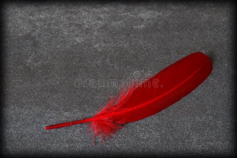 Rote Feder stockfoto. Bild von stehen, eindeutig, rand - 20435176