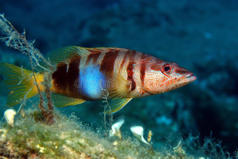 Fische im Roten Meer stockbild. Bild von spritzen, taucher - 11965905