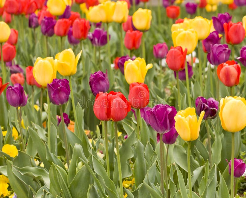 Rote Gelbe Und Purpurrote Tulpen Stockfoto - Bild von frühling, frech ... Rote Gelbe Und Purpurrote Tulpen Stockfoto - Bild von frühling, frech ...