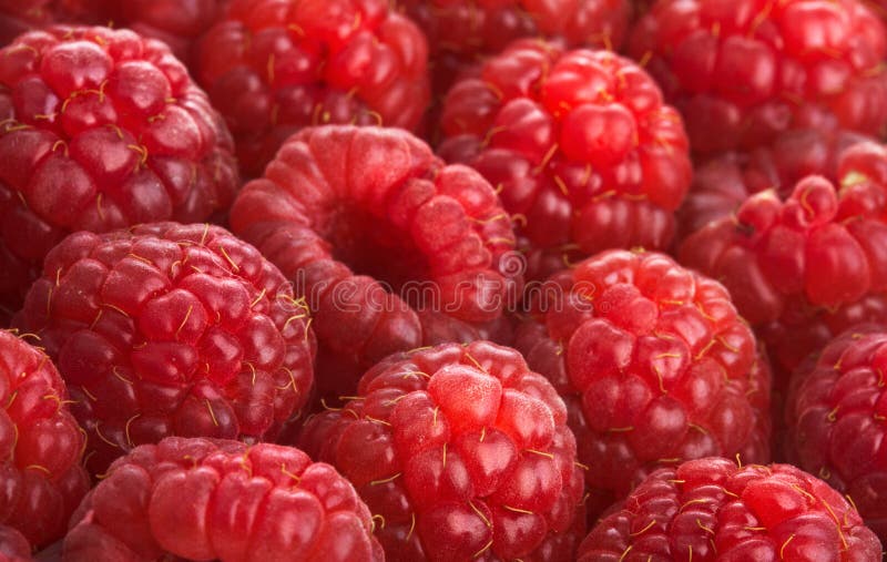 Rote Himbeere stockfoto. Bild von himbeere, gesund, makro - 5957200