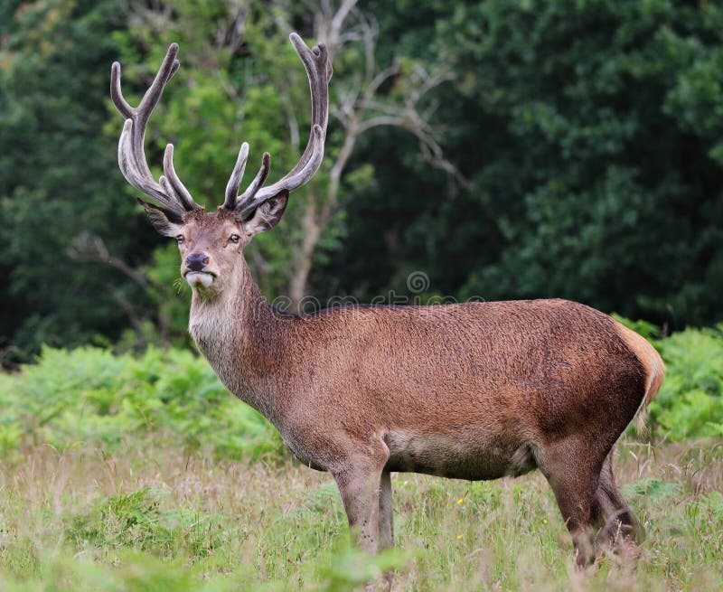 Rote Hirsch-Rotwild in Einem Englischen Park Stockfoto - Bild von ...