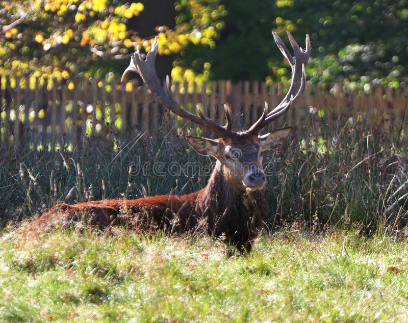 Rote Hirsch-Rotwild in Einem Englischen Park Stockfoto - Bild von ...