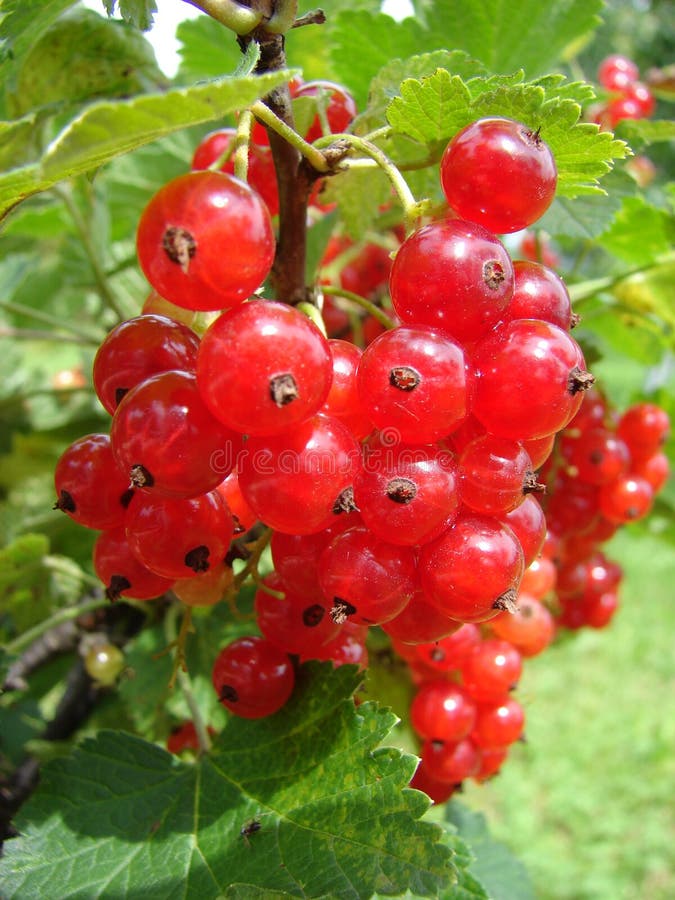 Rote Johannisbeere stockbild. Bild von redcurrant, beere - 32426109