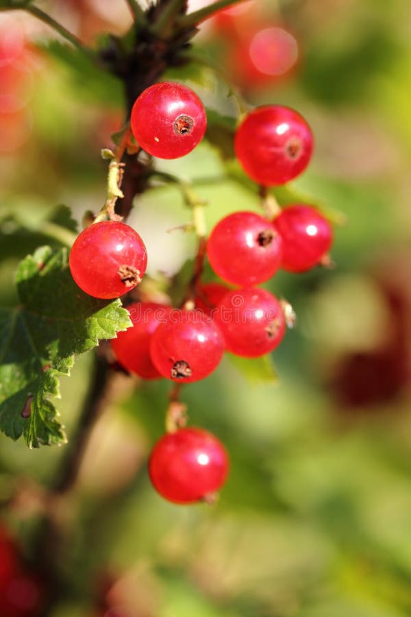 Rote Johannisbeeren U. X28; Ribes Rubrum& X29; Stockbild - Bild von ...