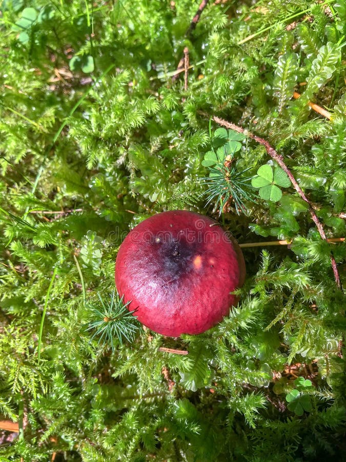 Rote Kappe stockfoto. Bild von nahrung, leute, farbe - 132646644