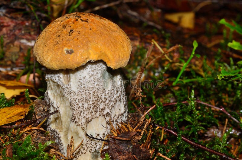 Rote Kappe im Waldboden stockfoto. Bild von jahreszeit - 35435888