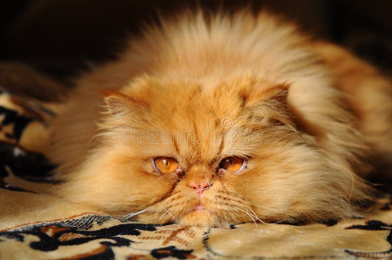 Rote Katze stockbild. Bild von ohren, pelz, hintergrund - 21152051