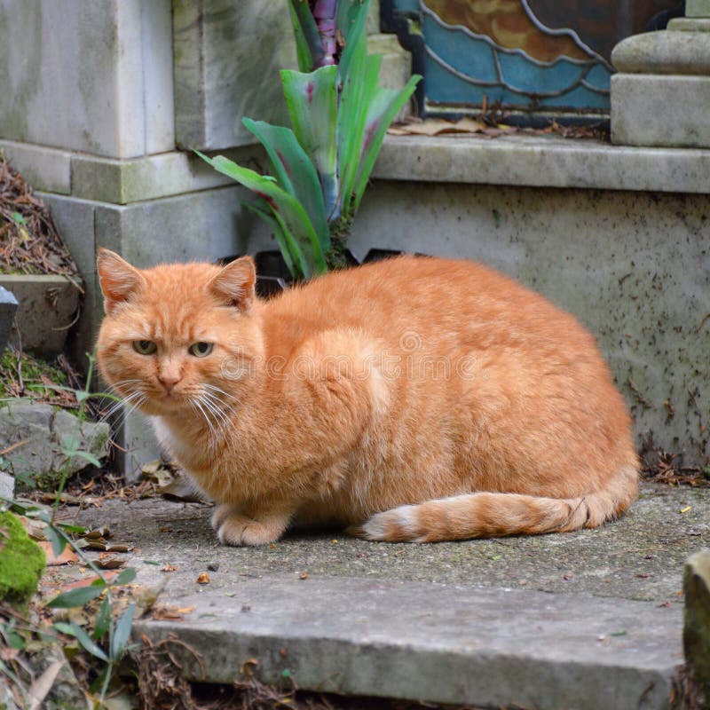 Rote Katze stockfoto. Bild von weich, brut, junges, wenig - 16547200