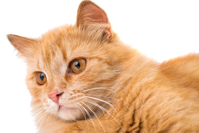 Rote Katze stockbild. Bild von porträt, mantel, punkt - 50013497