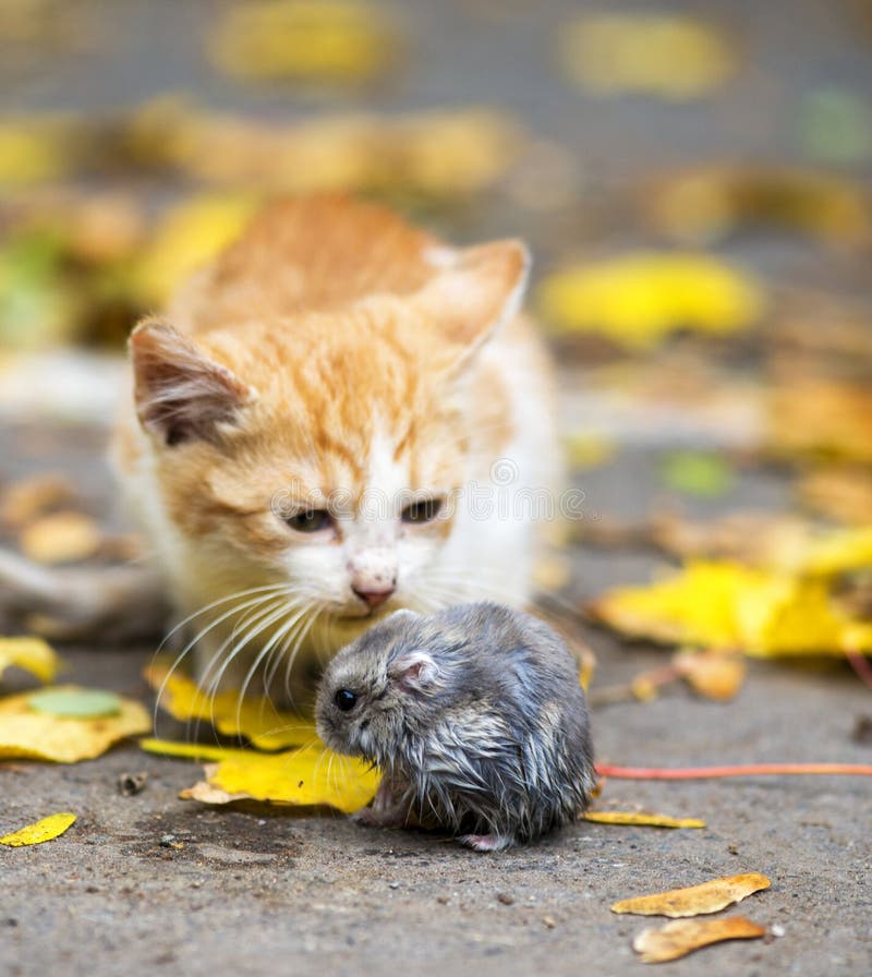 Rote Katze fing die Maus stockfoto. Bild von grün, blick - 83553100