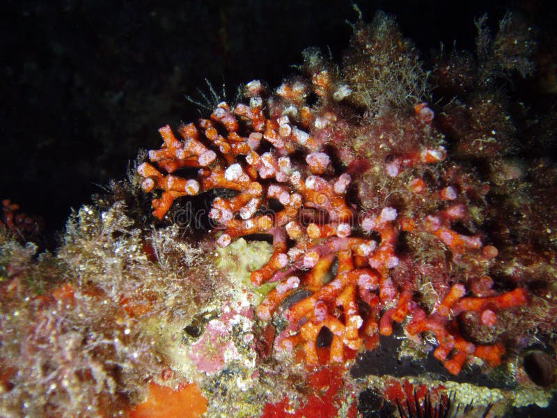 Rote Koralle stockbild. Bild von meerblick, unterwasseratemgerät - 10672379