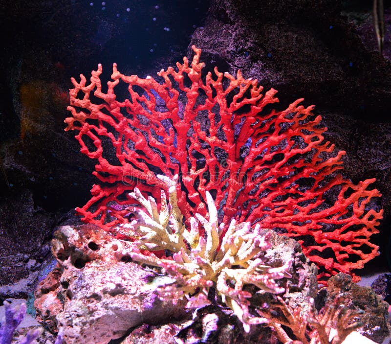 Rote Koralle stockfoto. Bild von tauchen, weich, koralle - 54382860