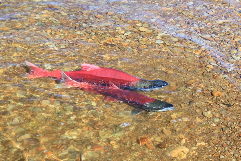 Paare der roten Lachse stockfoto. Bild von socke, krebs - 18602306