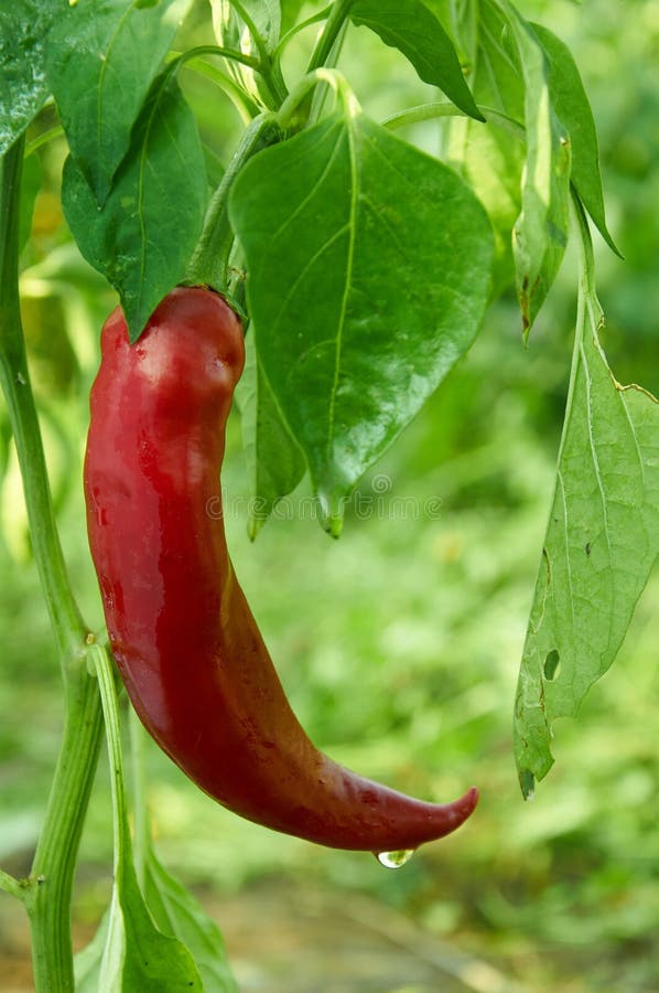 Rote lange Peperoni stockbild. Bild von garten, pfeffer - 77448555