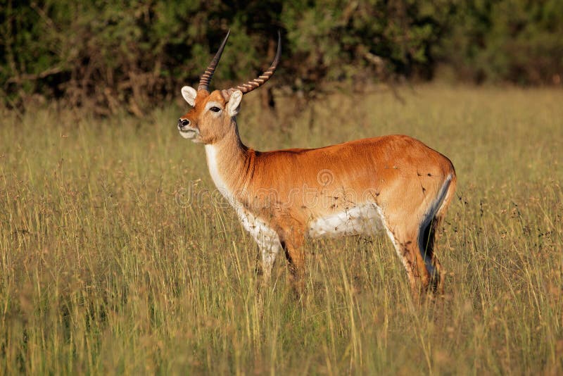 345 Rote Lechwe Antilopen Fotos - Kostenlose und Royalty-Free Stock ...