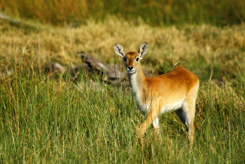 345 Rote Lechwe Antilopen Fotos - Kostenlose und Royalty-Free Stock ...