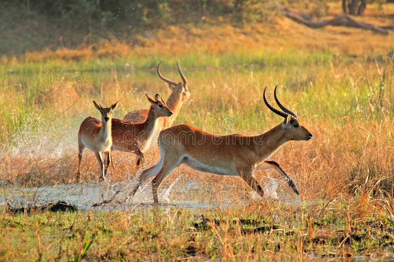 Rote lechwe Antilopen stockfoto. Bild von säugetier, herde - 3661998