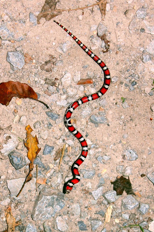 Rote Milch-Schlange, Lampropeltis Triangulum Syspila Stockbild - Bild ...