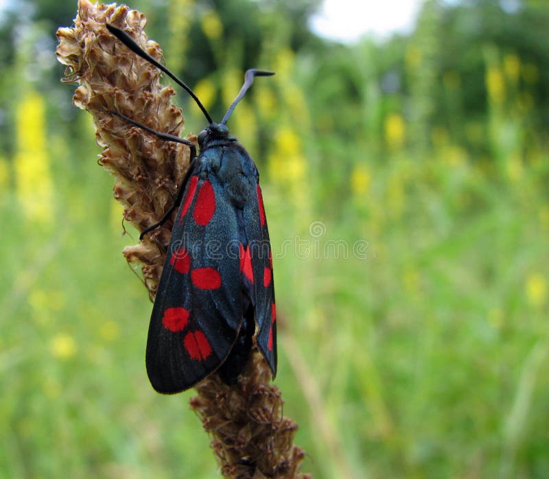 Rote Motte stockbild. Bild von purpurrot, insekt, gras - 34205123
